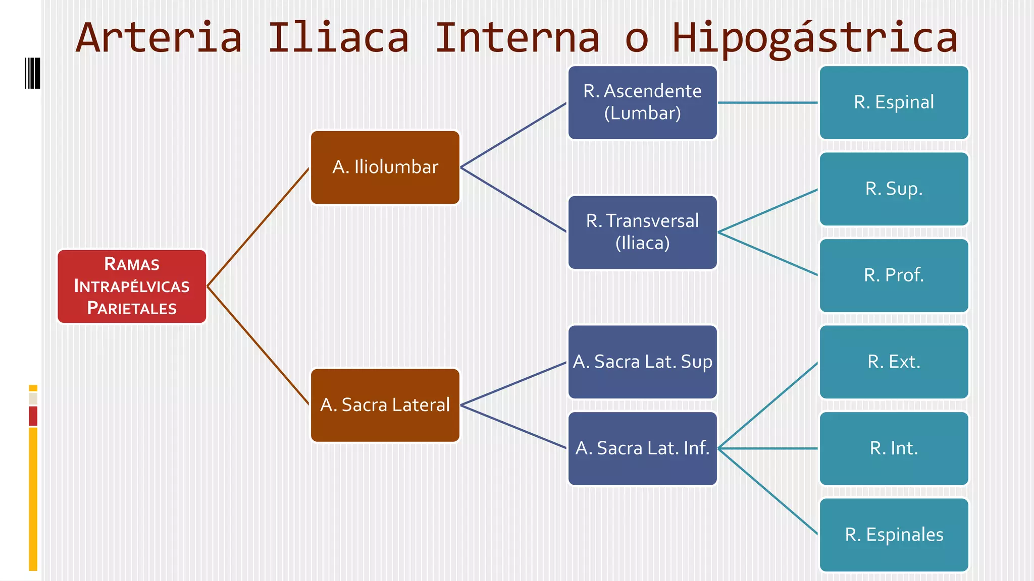 Anatomia de la Arteria Iliaca | PPTX