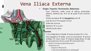 Anatomia de la Arteria Iliaca | PPTX