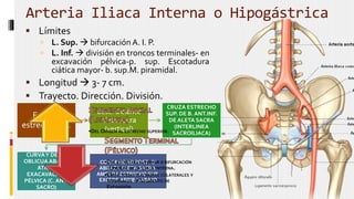 Anatomia de la Arteria Iliaca | PPTX