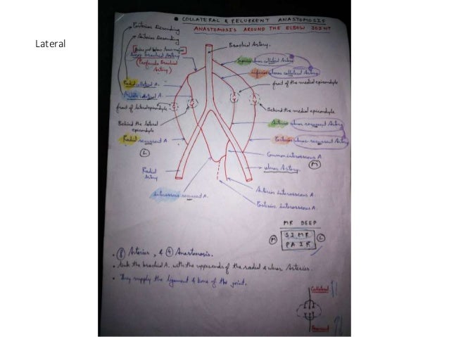 Anastomosis Around Elbow Joint