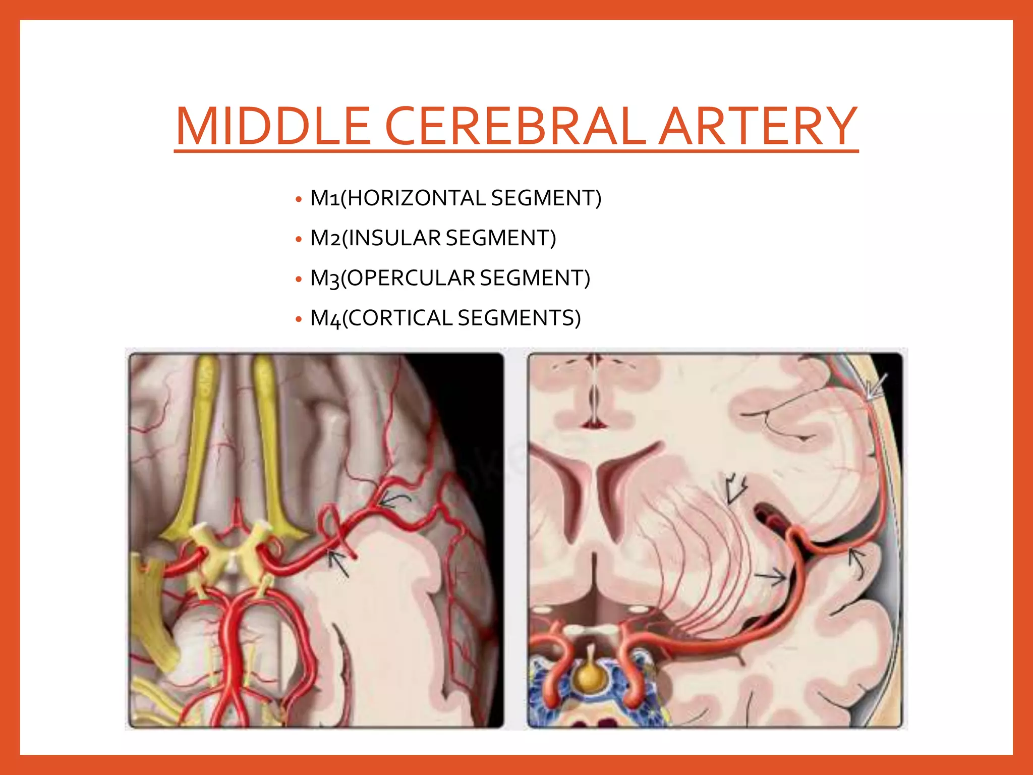 Arterial anatomy of Brain | PPTX