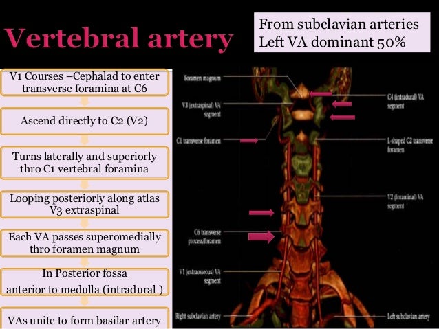 Arterial and venous supply of brain part2