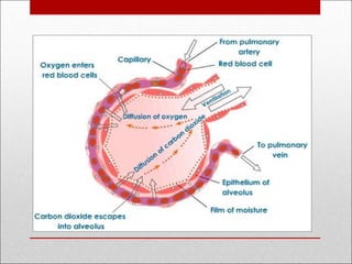 Arterial blood gases | PPT