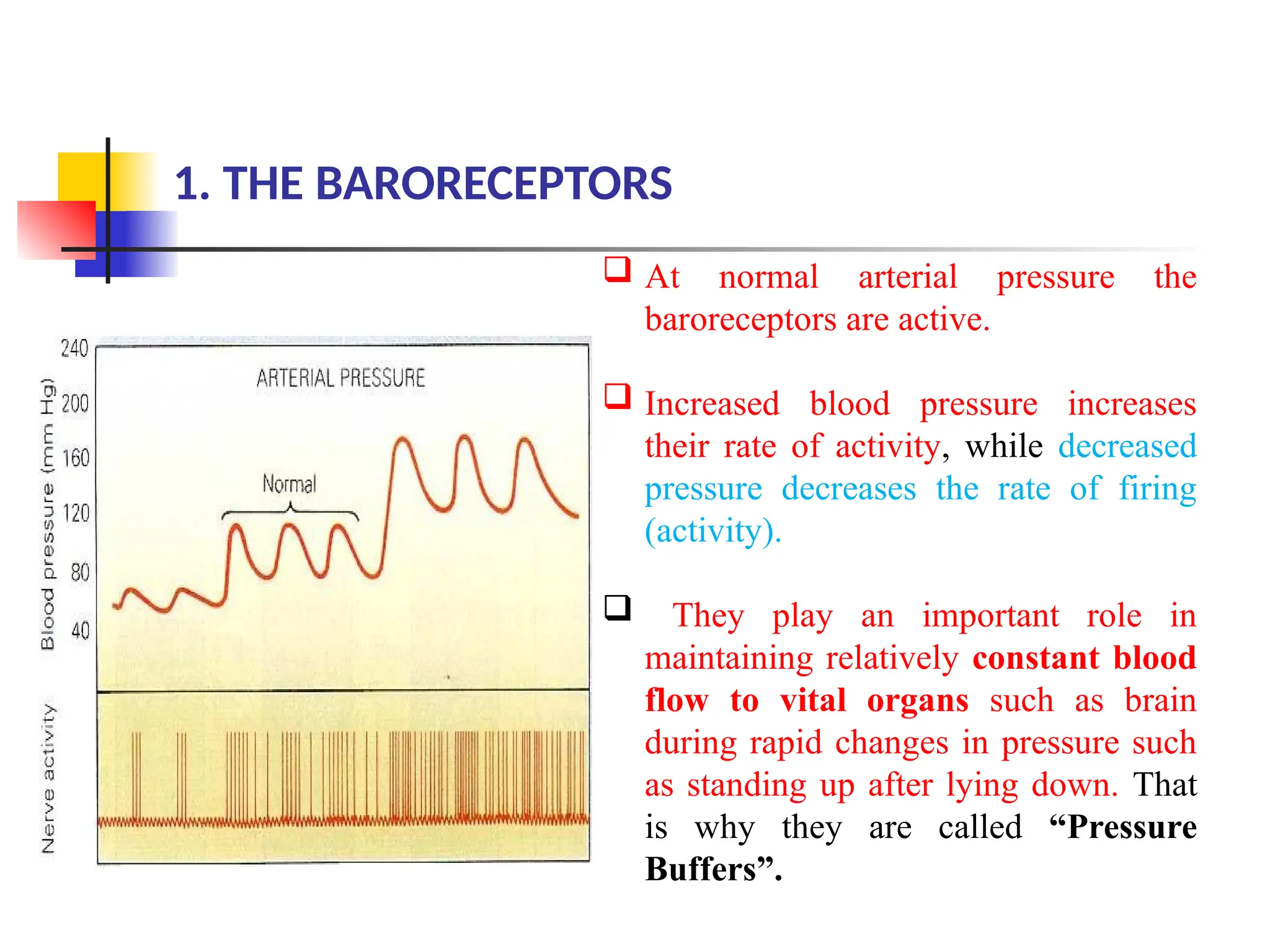 Arterial Blood Pressure & its Regulation Mechanisms.pptx
