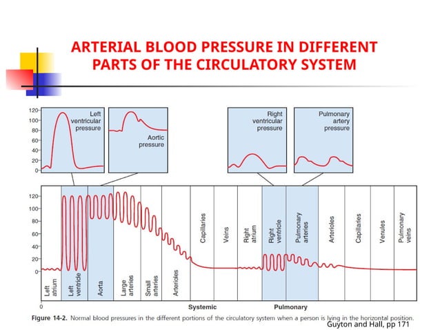 Arterial Blood Pressure & its Regulation Mechanisms.pptx