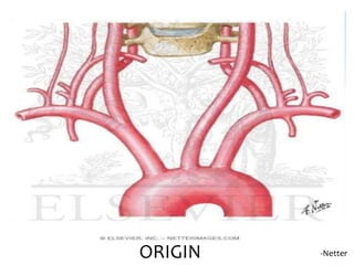 Branches Of Subclavian Artery Netter