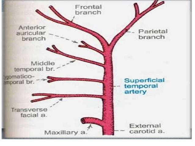 Superficial Temporal Artery Branches