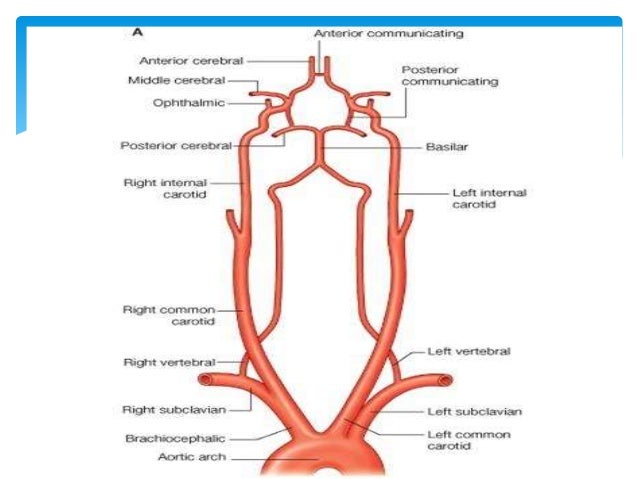 Arterial blood supply of Head, Neck and Face.