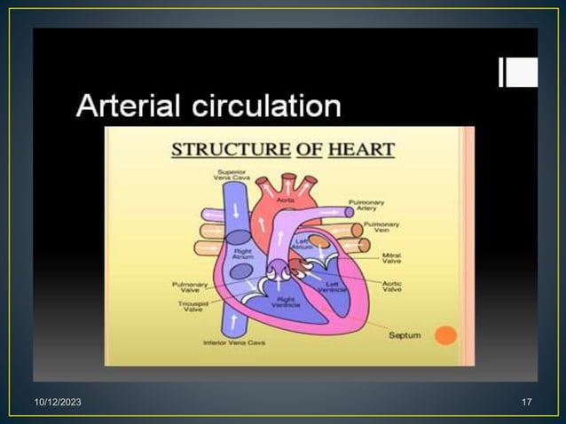 Arterial circulation.pptx