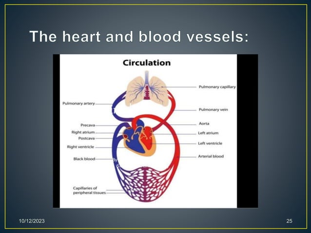 Arterial circulation.pptx