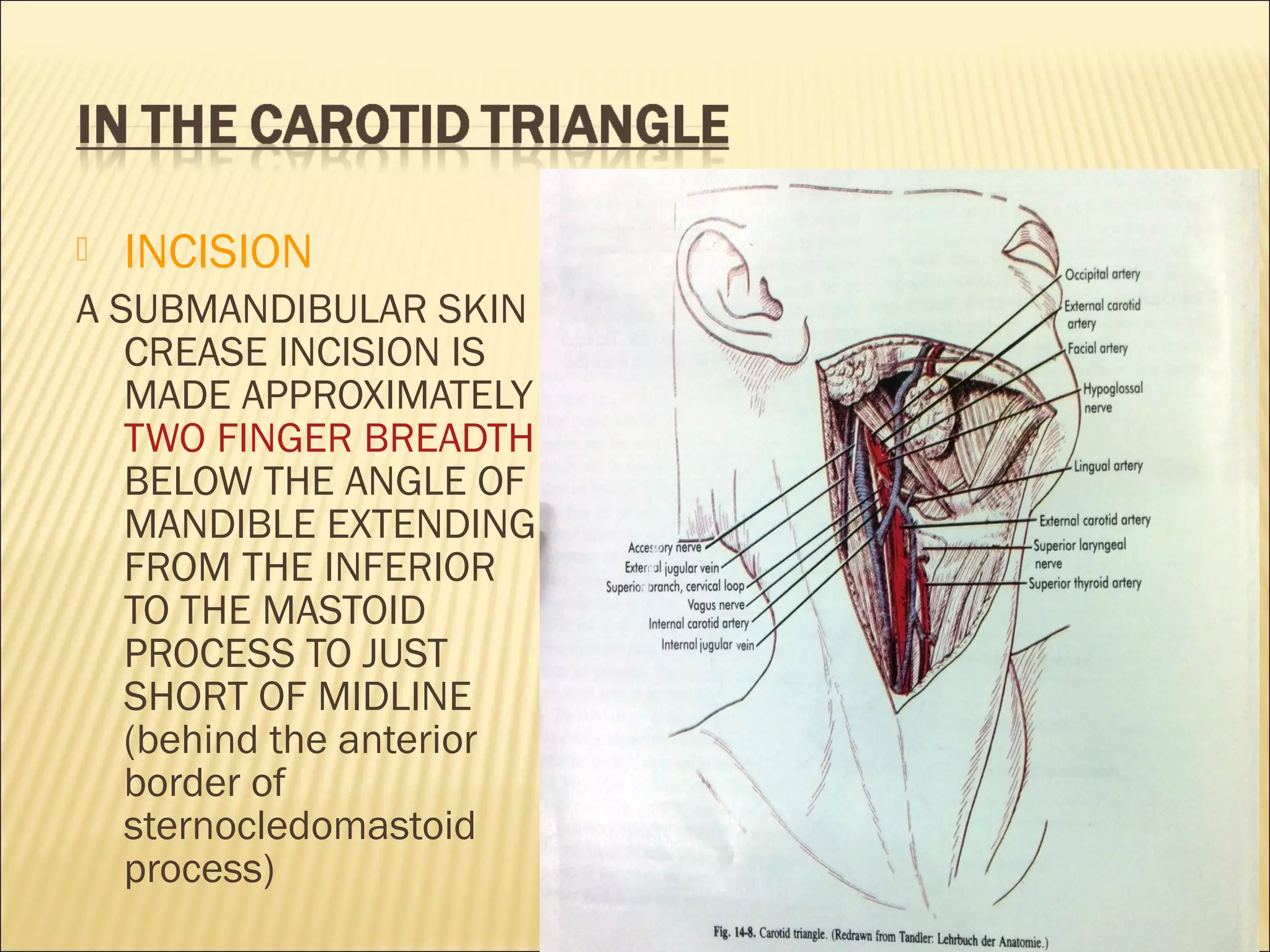 VESSEL ligation | PPT