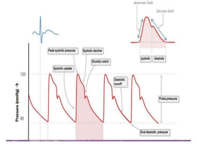 Arterial lines by Dr.Tinku Joseph | PPTX | First Aid | Injuries