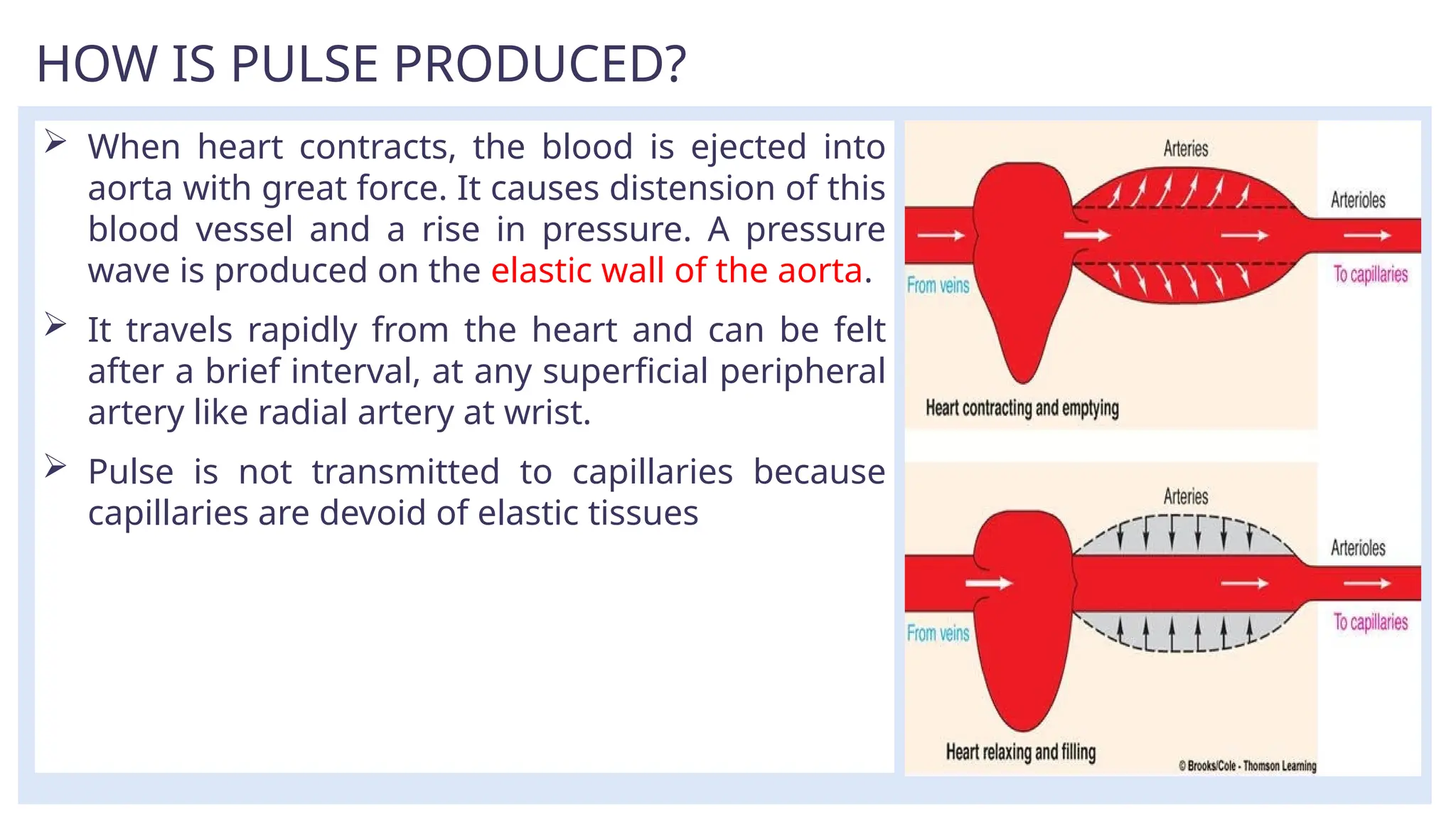 PRESENTATION ON ARTERIAL PULSE (FOR DOCTORS) | PPTX