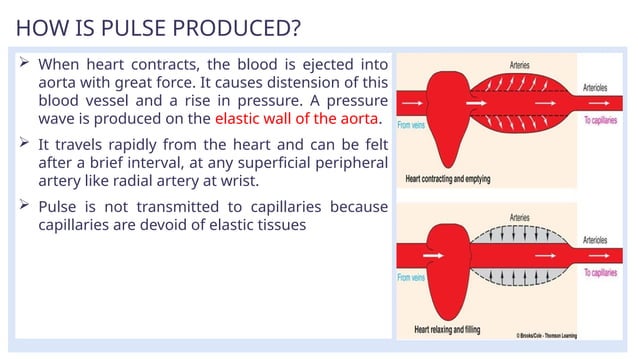 PRESENTATION ON ARTERIAL PULSE (FOR DOCTORS) | PPT