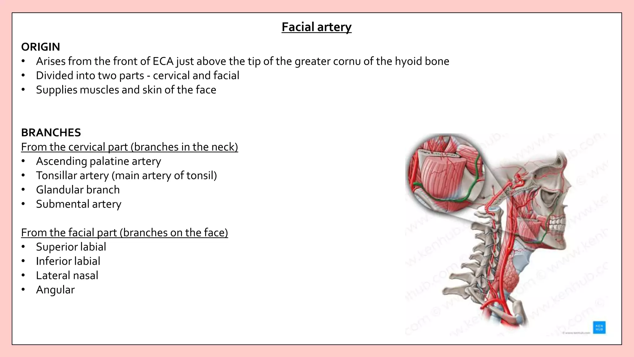 Arterial supply of the head and neck | PPTX