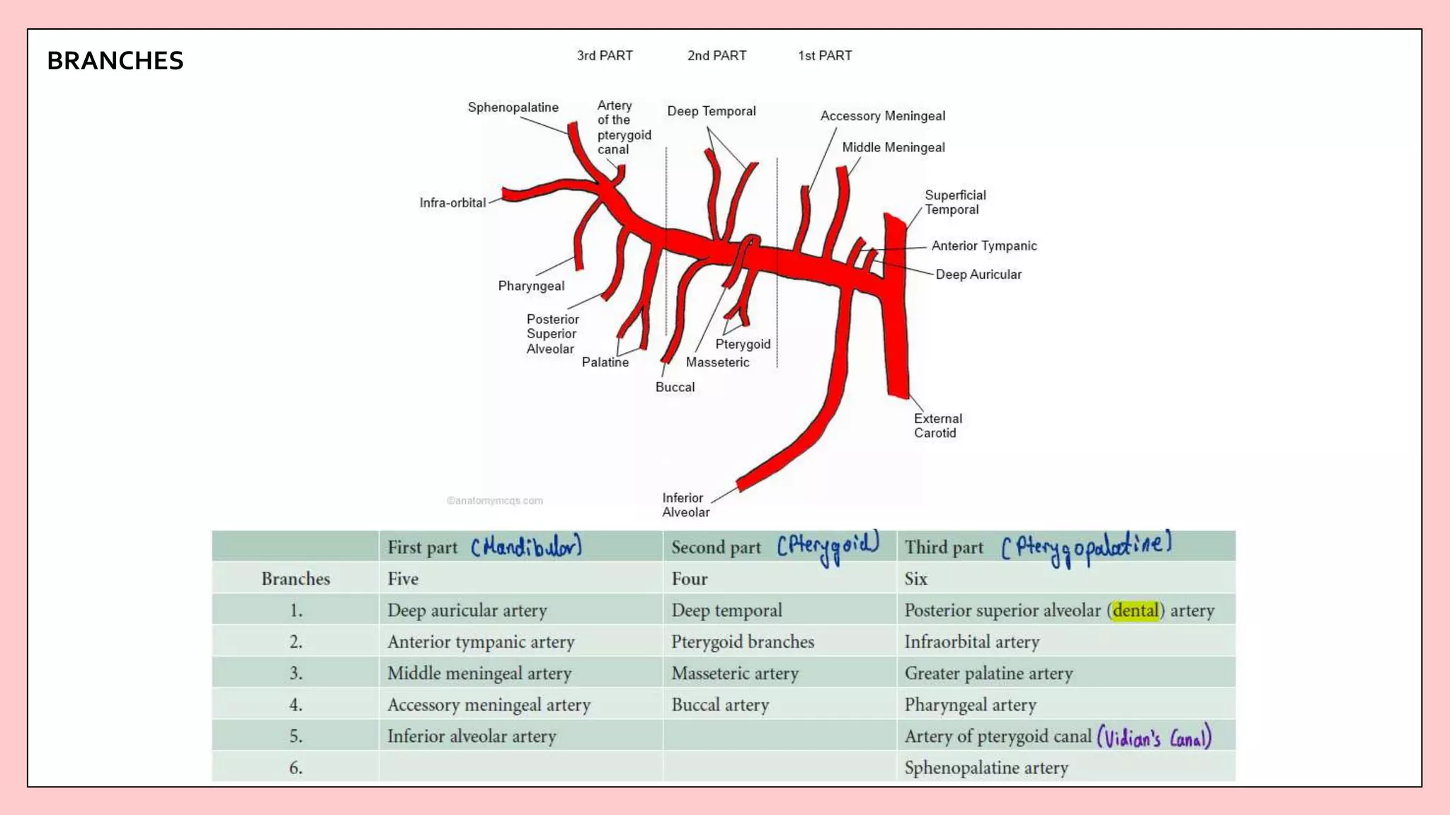 Arterial supply of the head and neck | PPTX