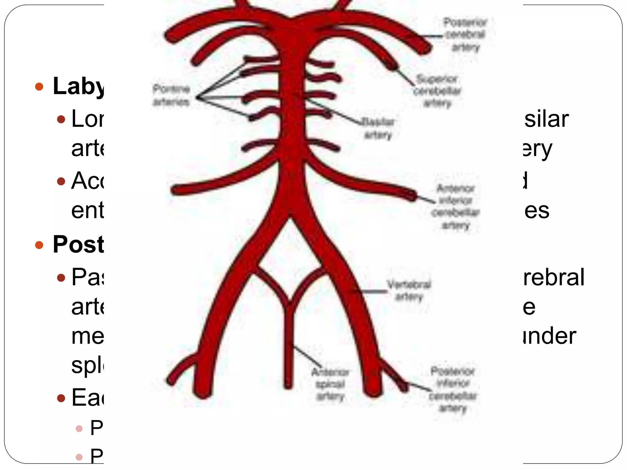 Arterial supply of brain | PPTX