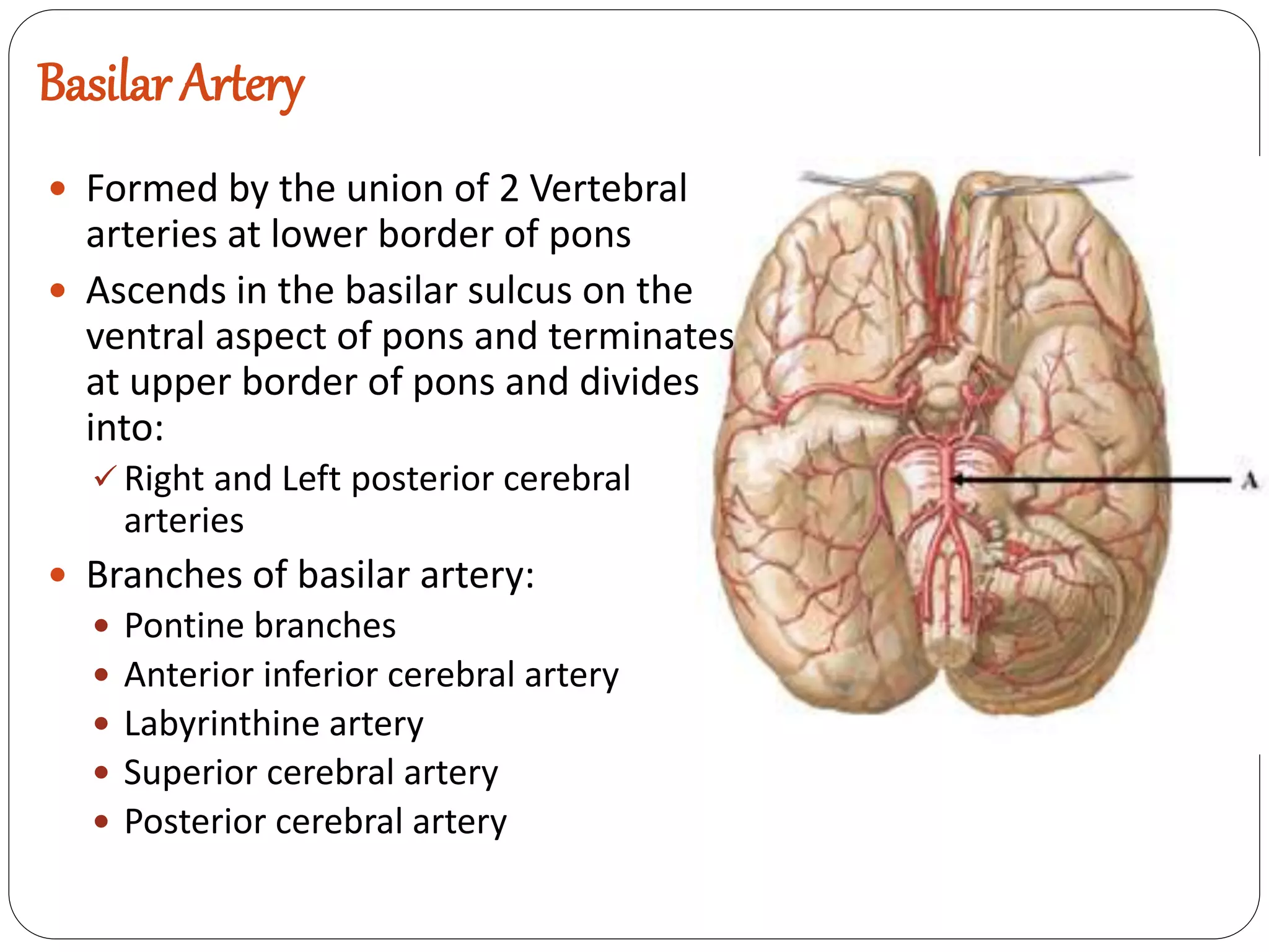 Arterial supply of brain | PPTX