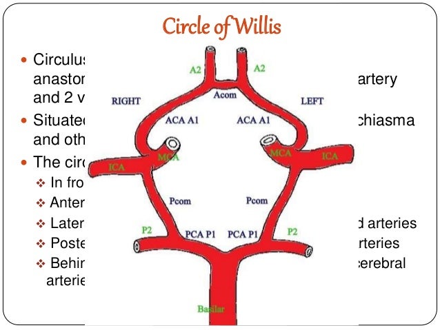 Arterial supply of brain