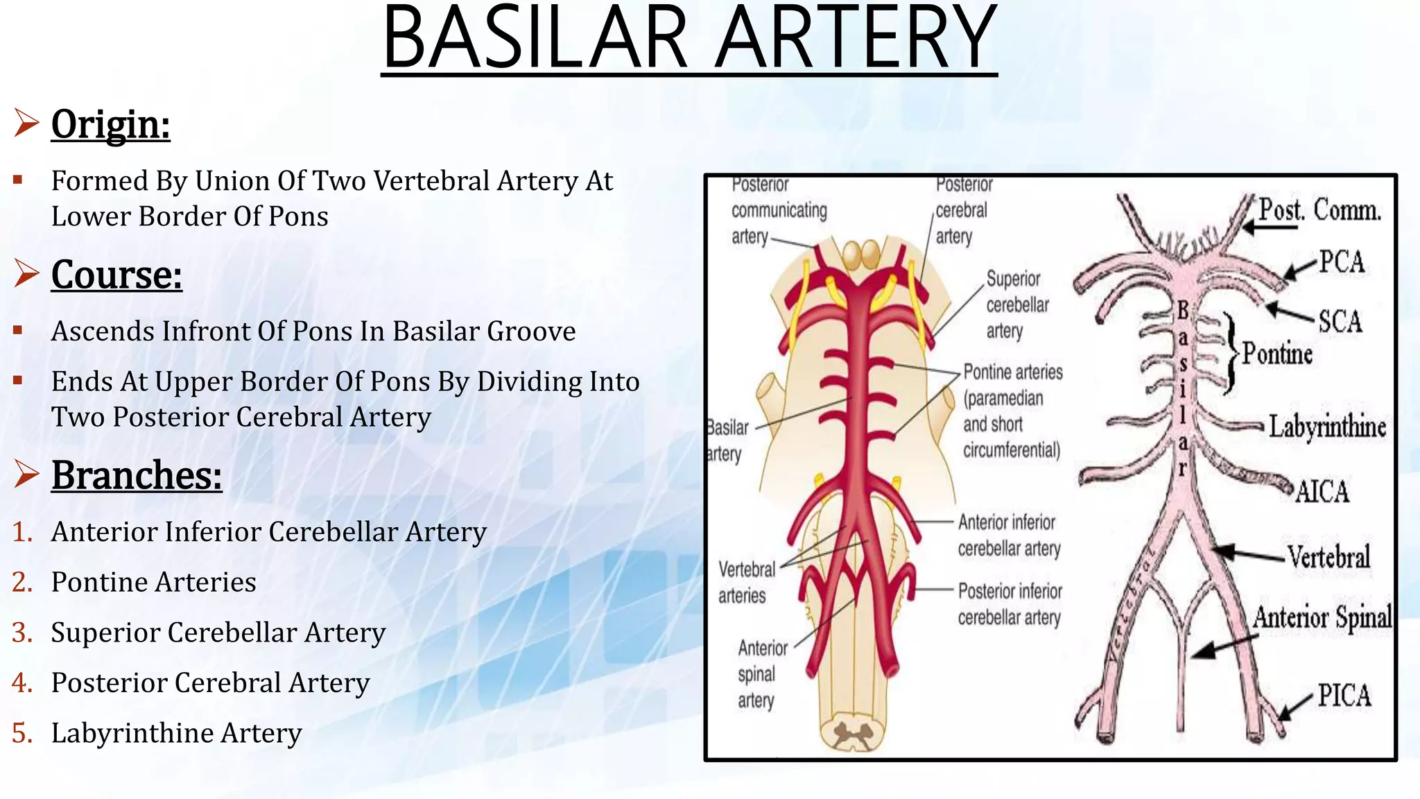 RADIOLOGICAL ANATOMY OF ARTERIAL SUPPLY OF BRAIN | PPTX
