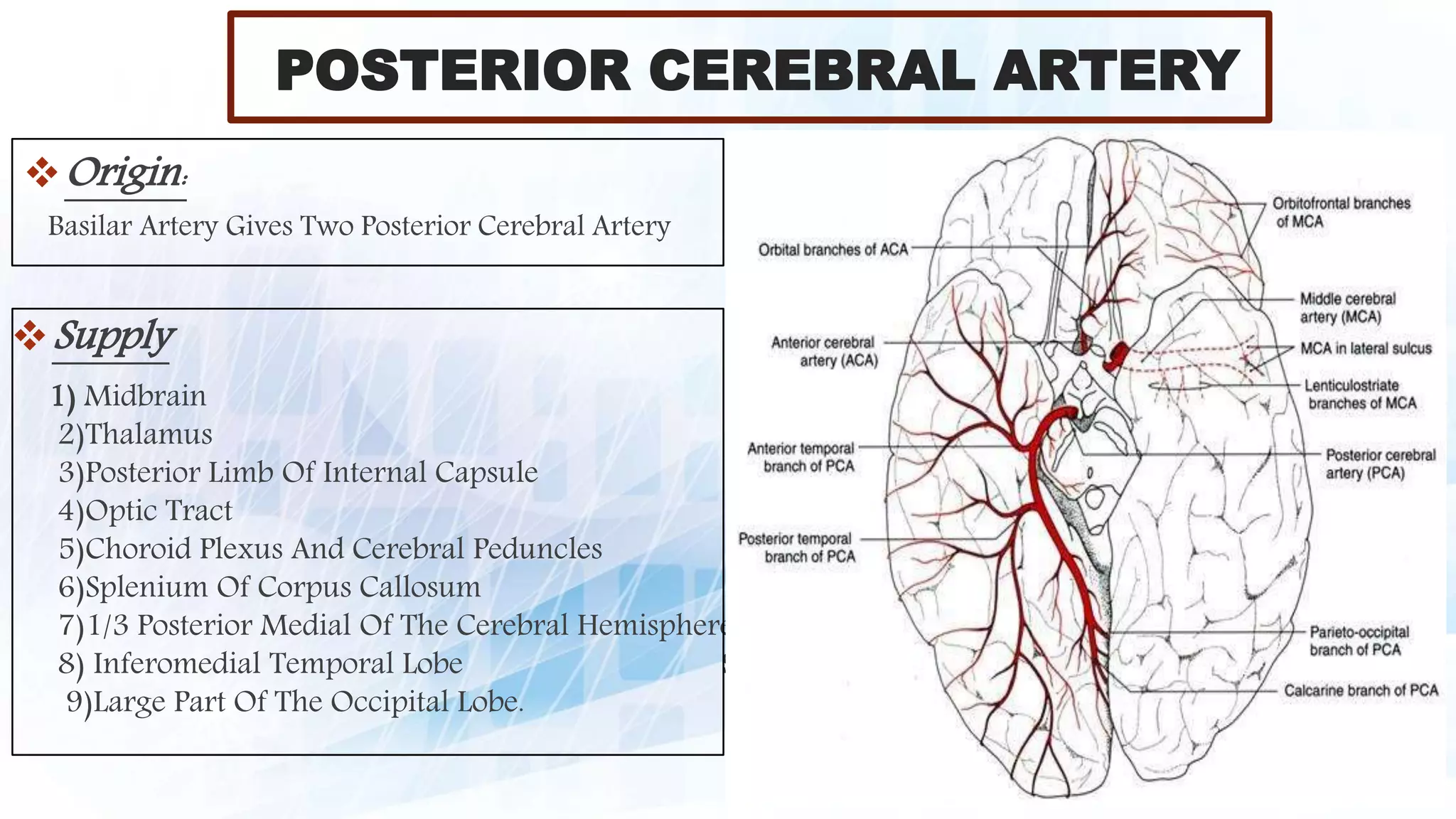 RADIOLOGICAL ANATOMY OF ARTERIAL SUPPLY OF BRAIN | PPTX