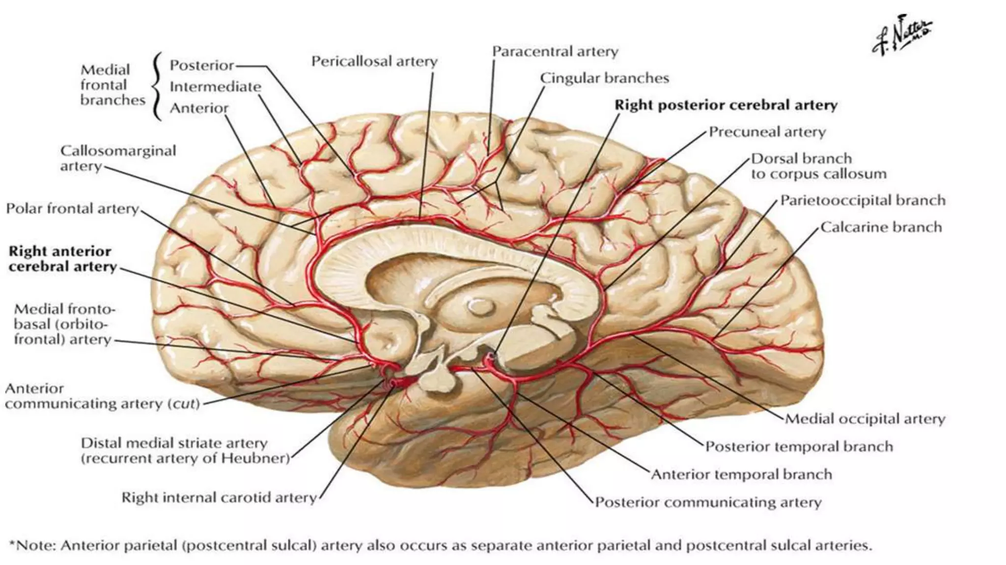 RADIOLOGICAL ANATOMY OF ARTERIAL SUPPLY OF BRAIN | PPTX