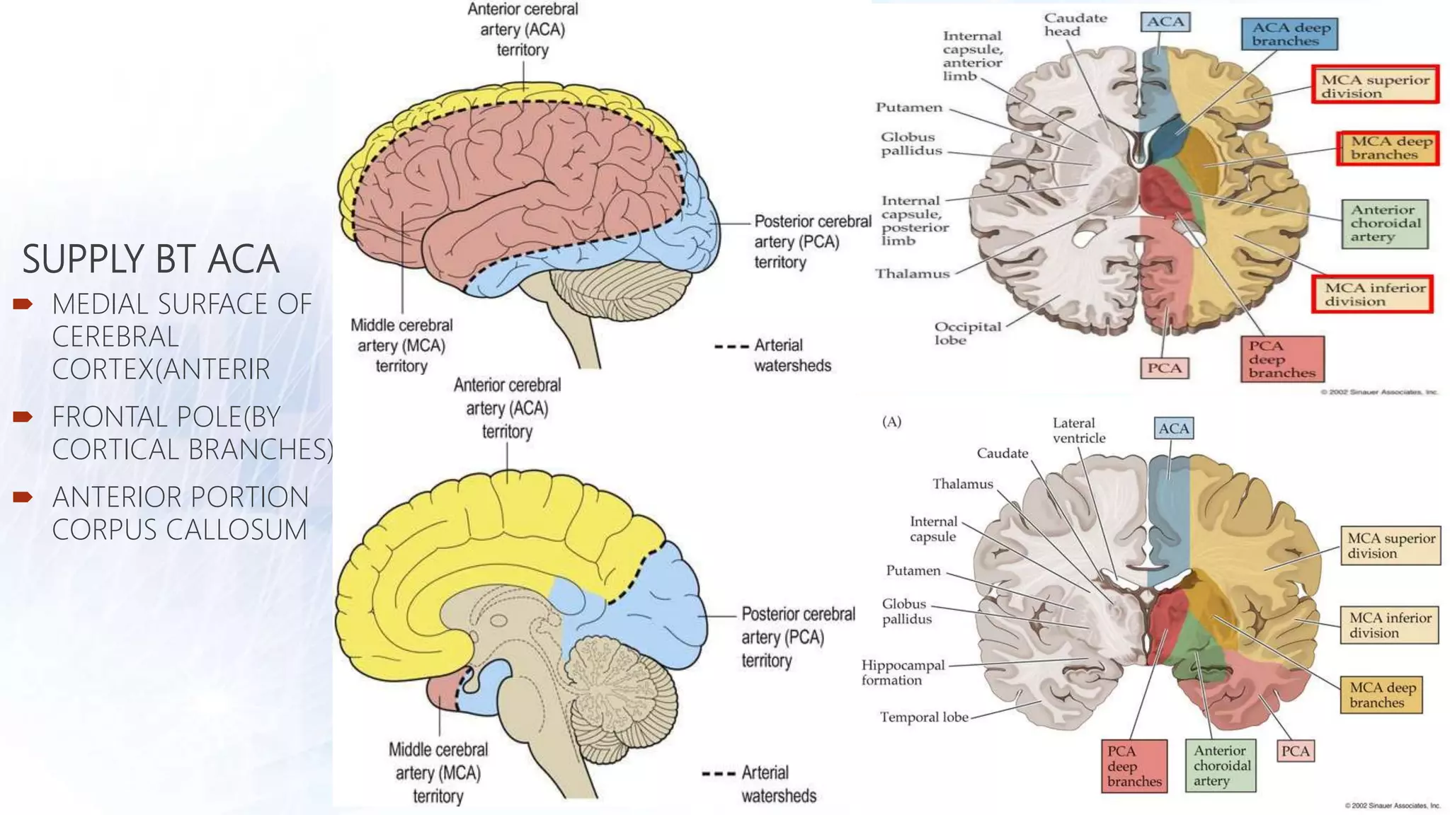 RADIOLOGICAL ANATOMY OF ARTERIAL SUPPLY OF BRAIN | PPTX