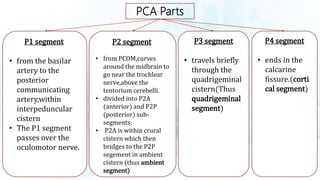RADIOLOGICAL ANATOMY OF ARTERIAL SUPPLY OF BRAIN | PPTX