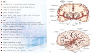 RADIOLOGICAL ANATOMY OF ARTERIAL SUPPLY OF BRAIN | PPTX