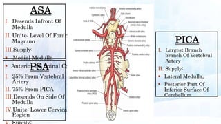 RADIOLOGICAL ANATOMY OF ARTERIAL SUPPLY OF BRAIN | PPTX