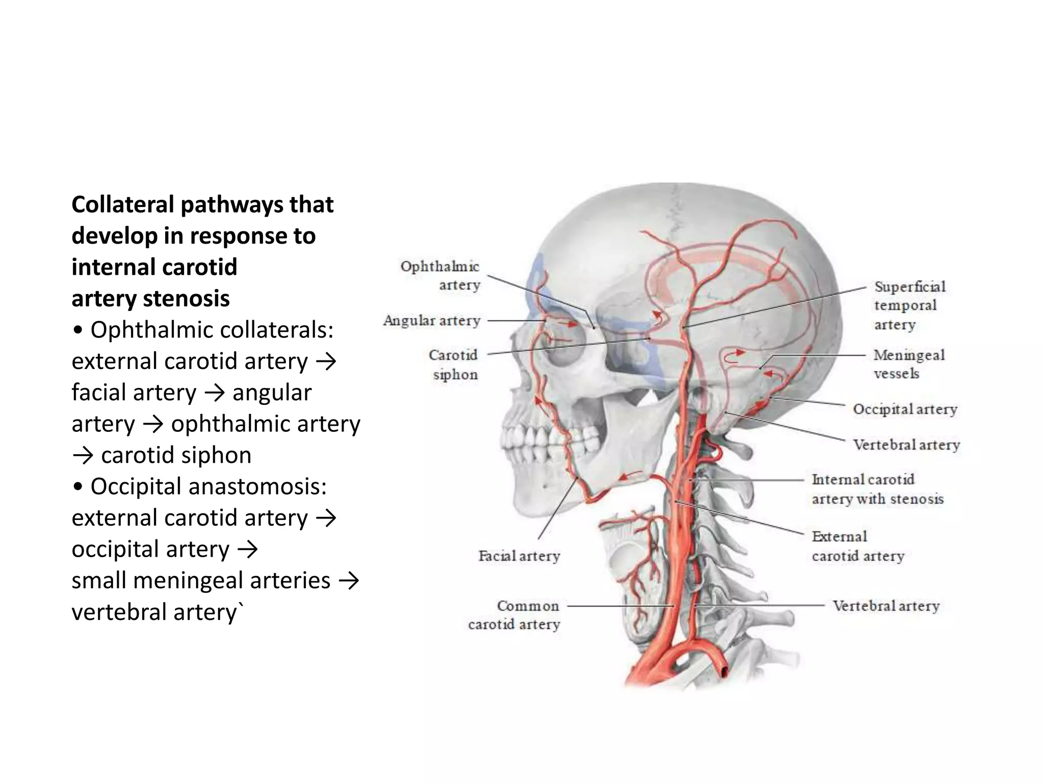 Arterial supply of brain | PPTX