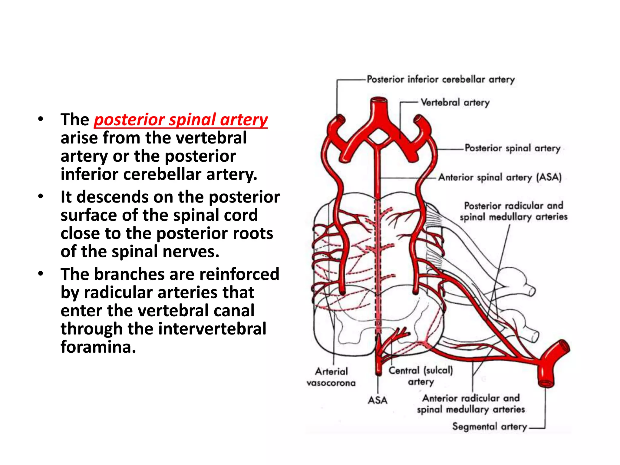 Arterial supply of brain | PPTX