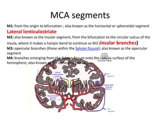 Arterial supply of brain | PPTX