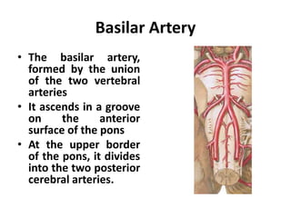 Arterial supply of brain | PPTX