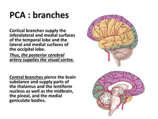 Arterial supply of brain | PPTX