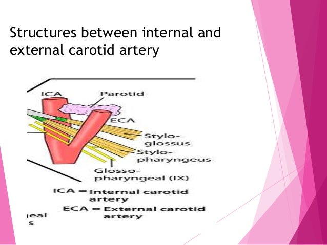 Arterial supply of face