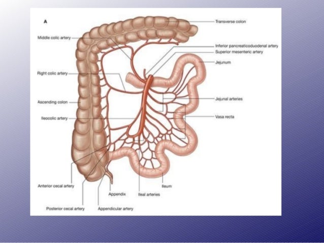 Arterial supply of gut