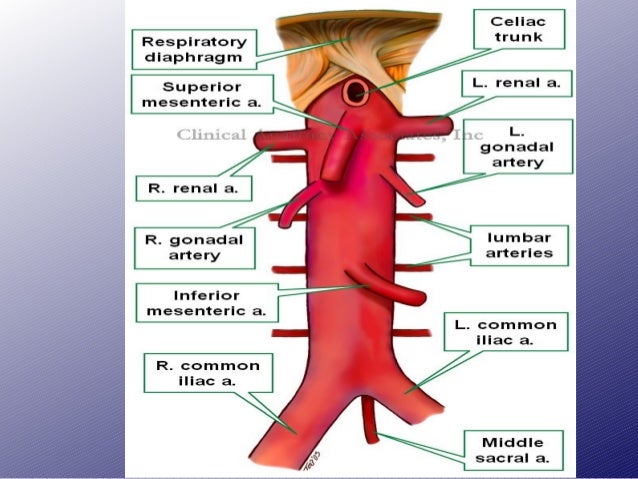 Arterial supply of gut