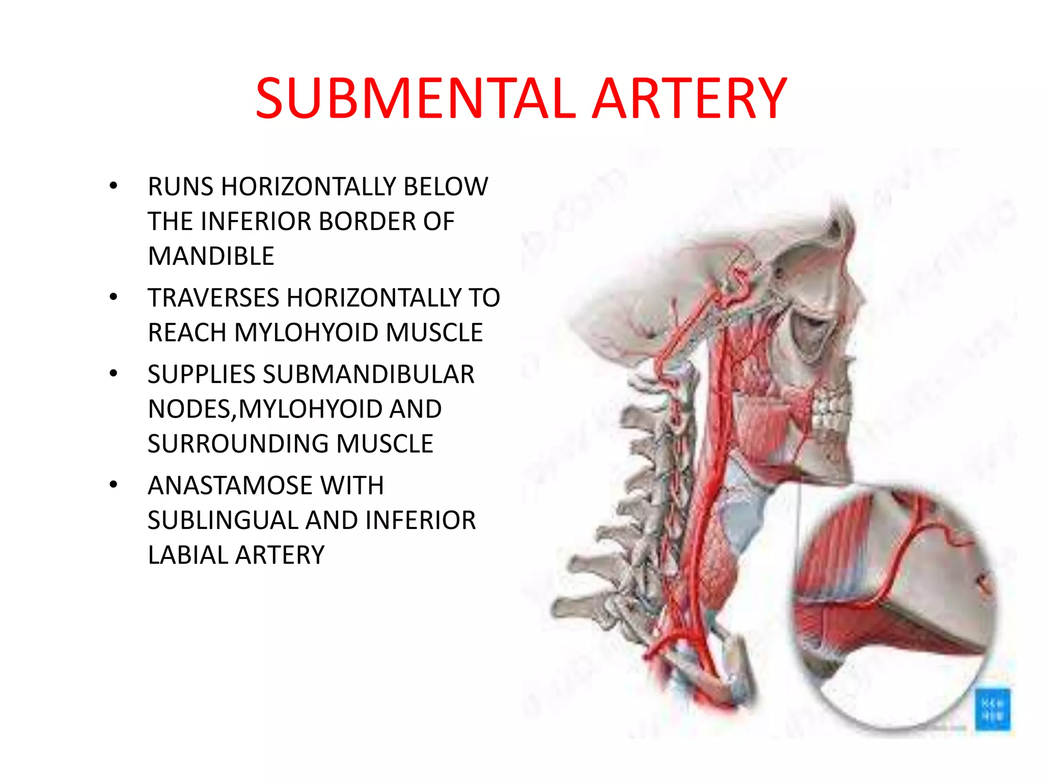Arterial supply of head and neck | PPTX
