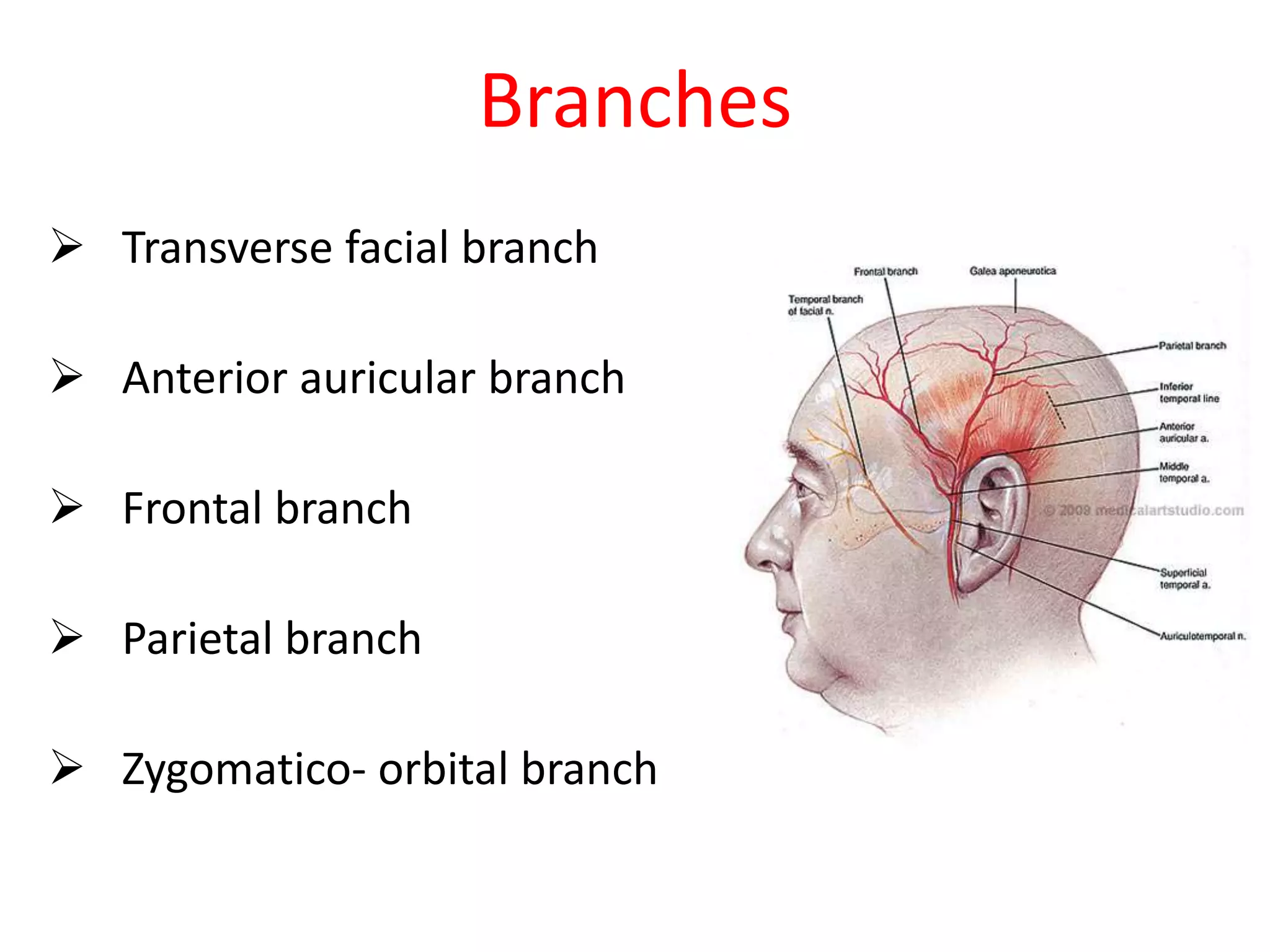 Arterial supply of head and neck | PPTX