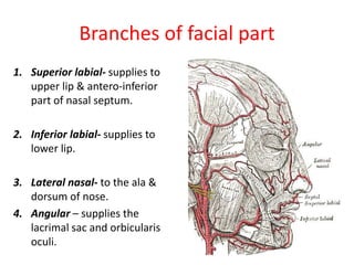 Arterial supply of head and neck | PPTX