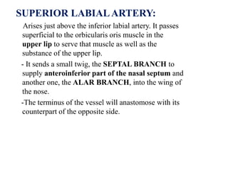 Arterial supply of head and neck | PPTX