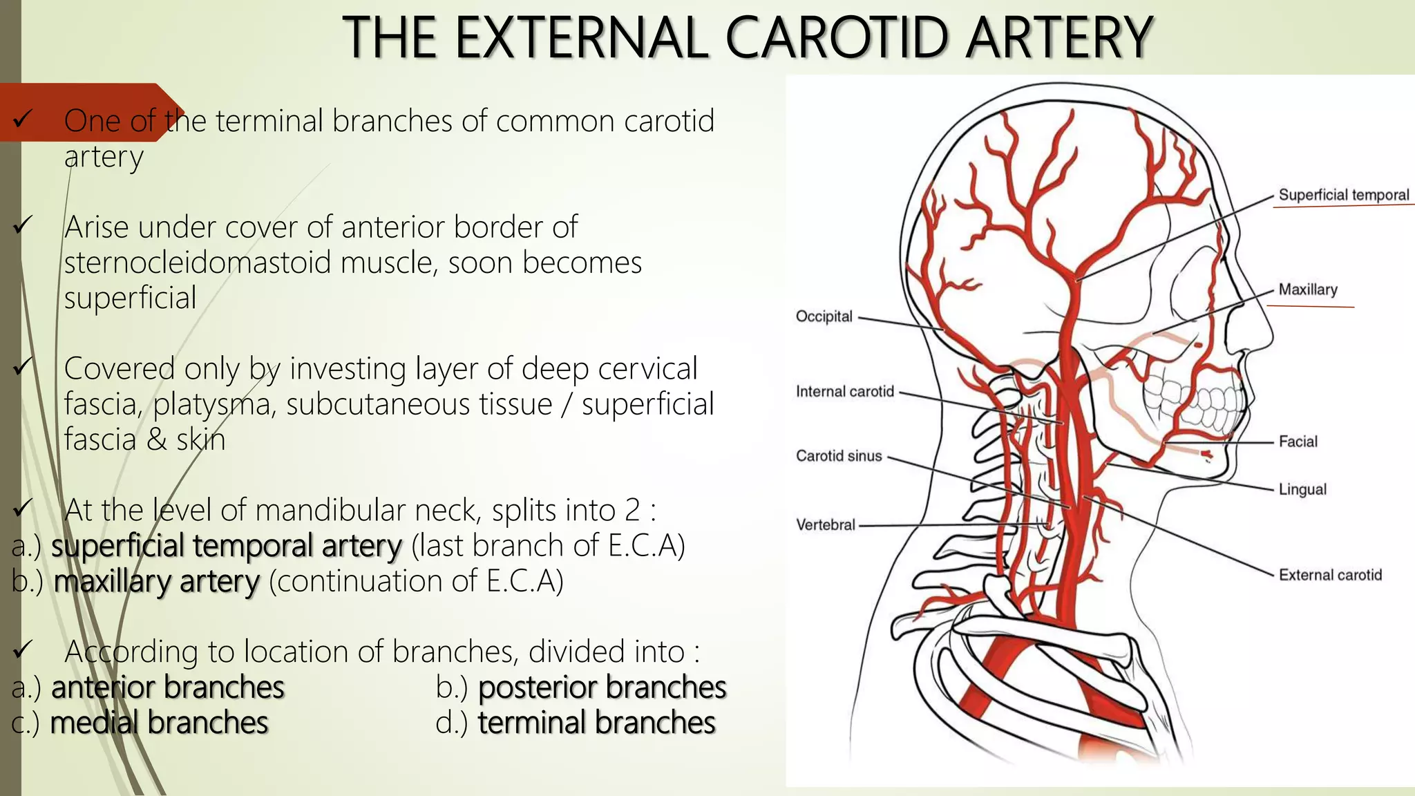 Arterial supply of head and neck | PPTX