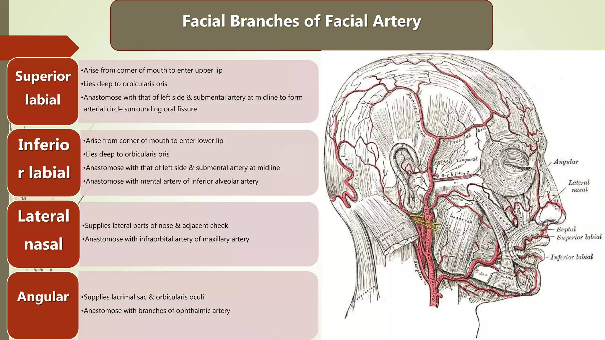 Arterial supply of head and neck | PPTX