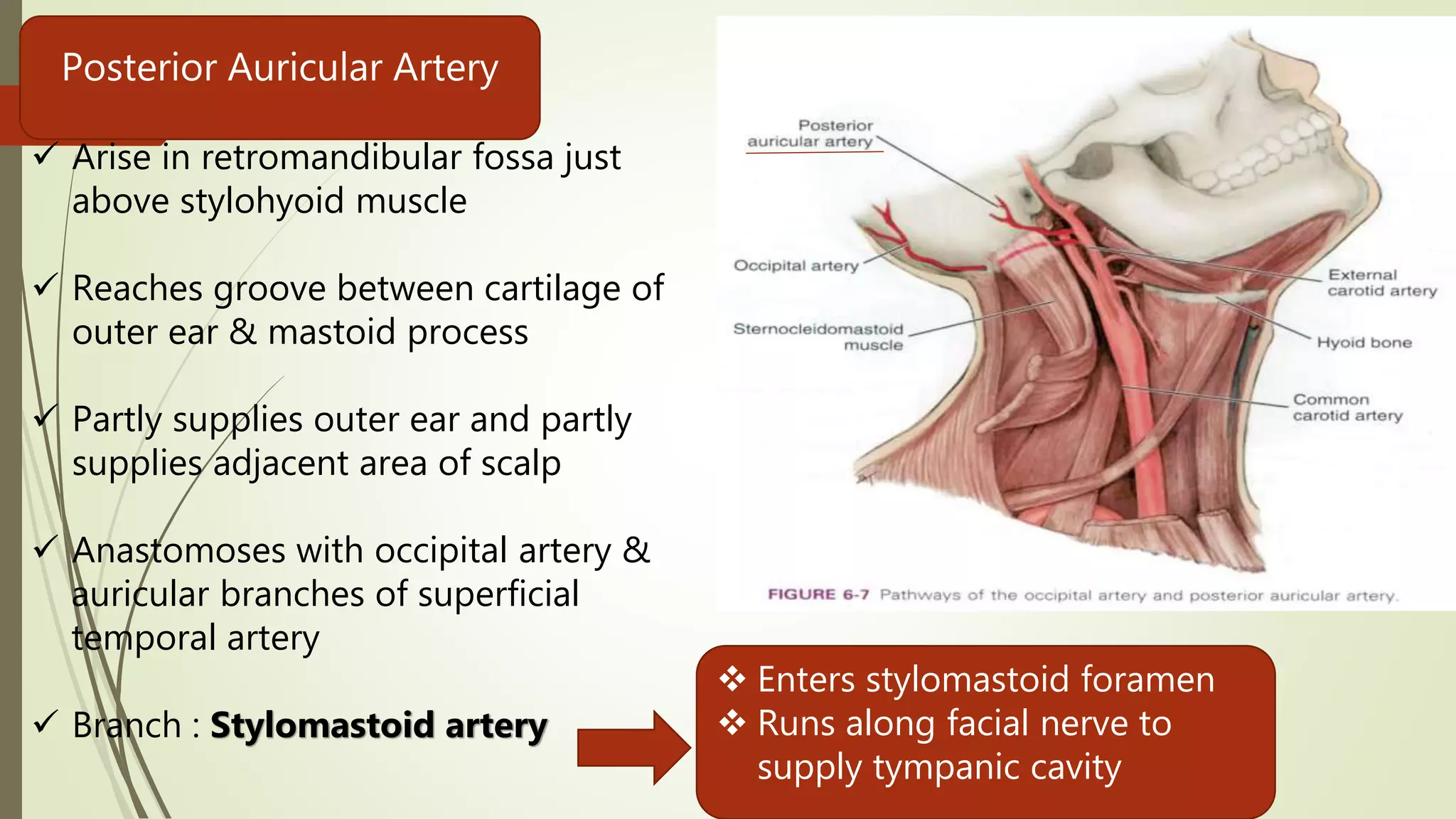 Arterial supply of head and neck | PPTX