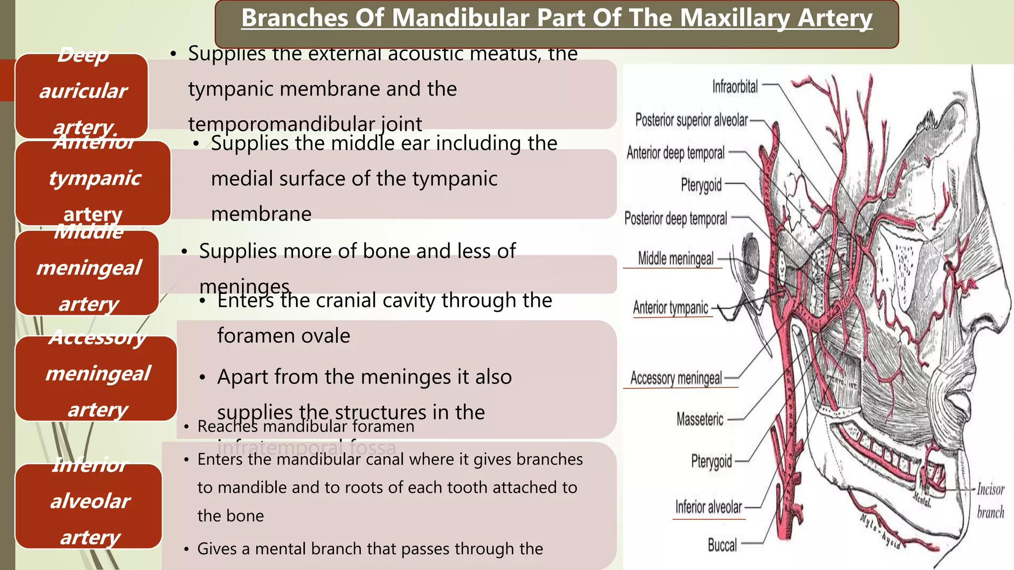 Arterial supply of head and neck | PPTX