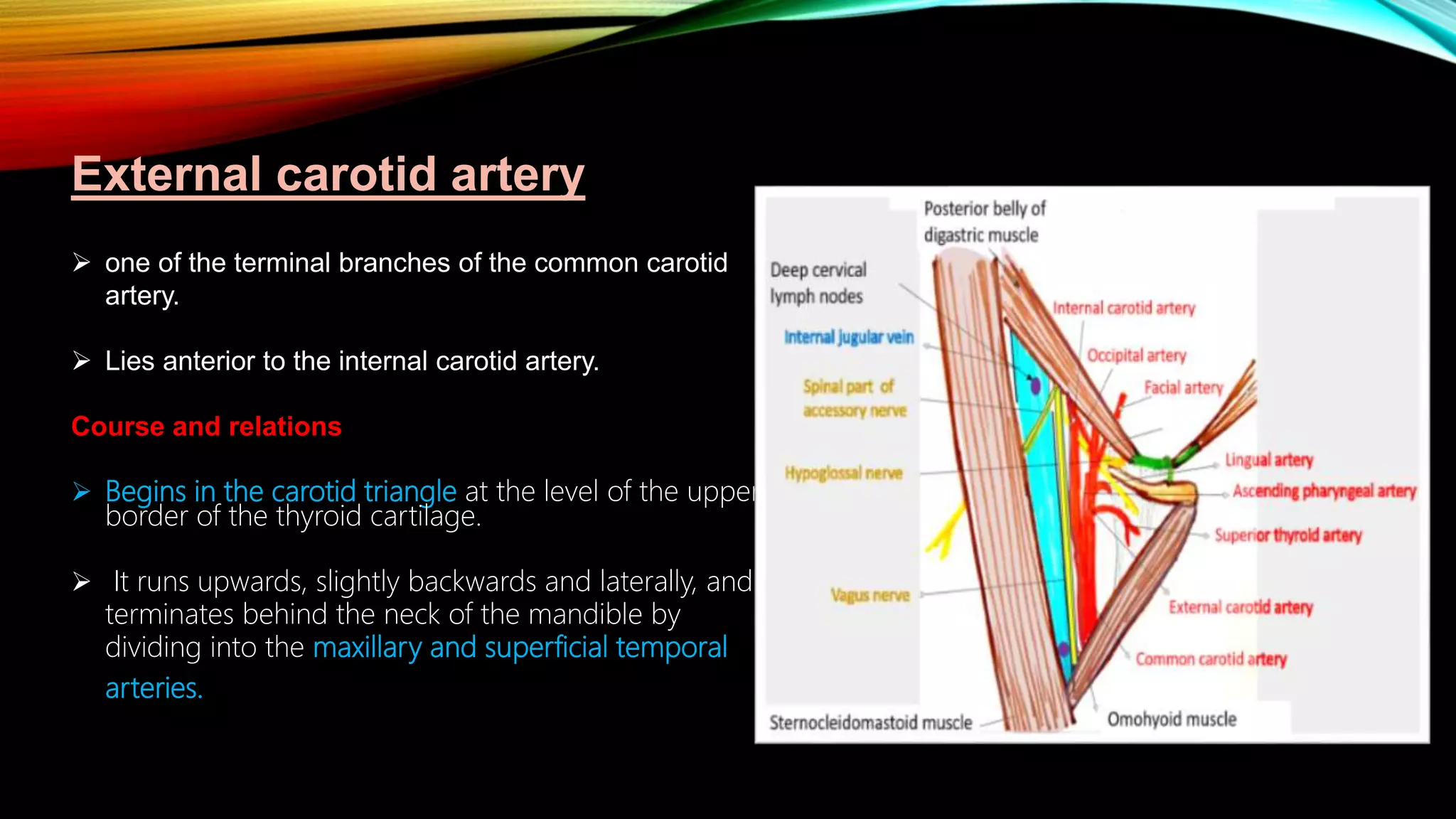 Blood supply of head and neck | PPTX