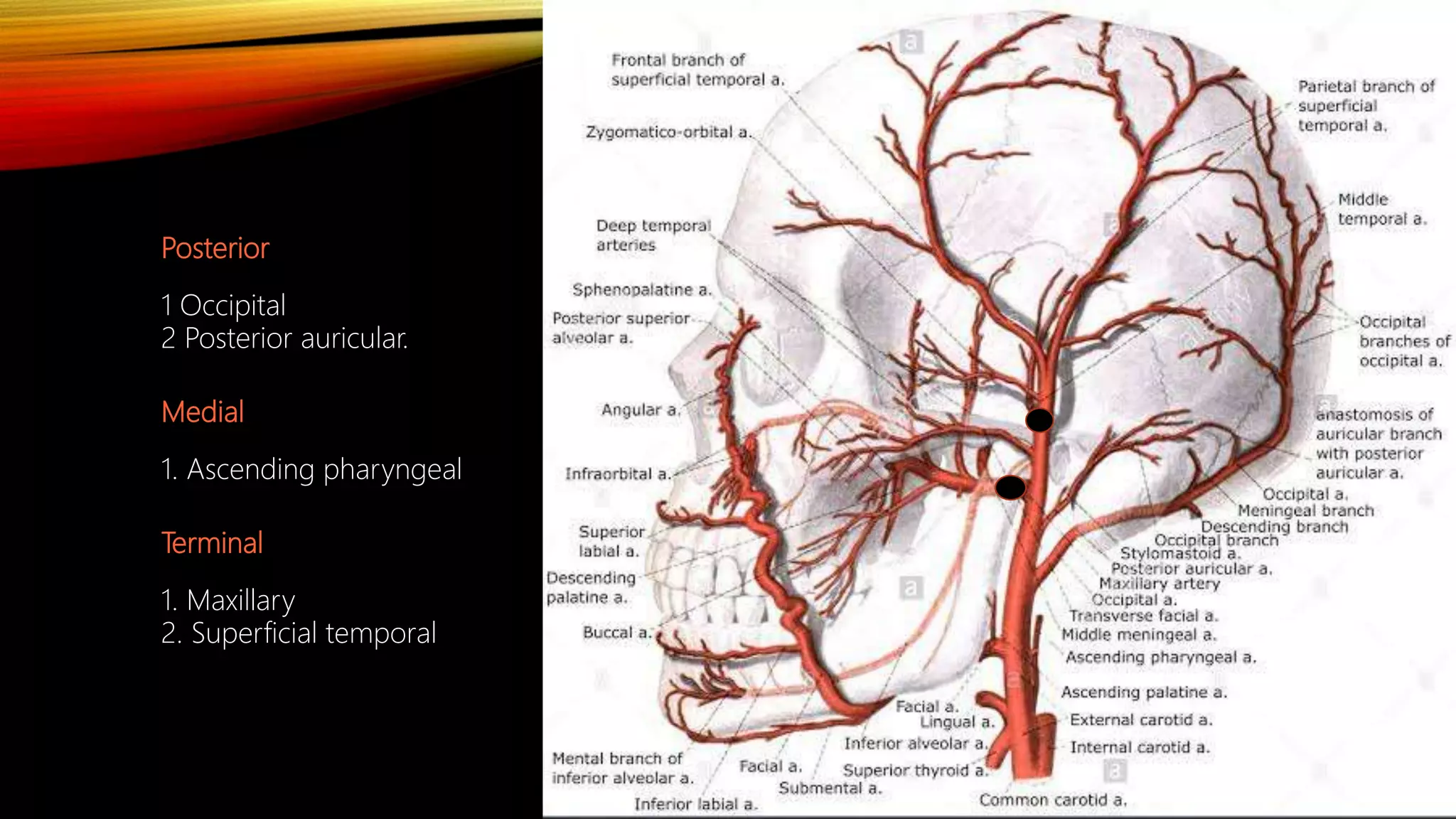 Blood supply of head and neck | PPTX