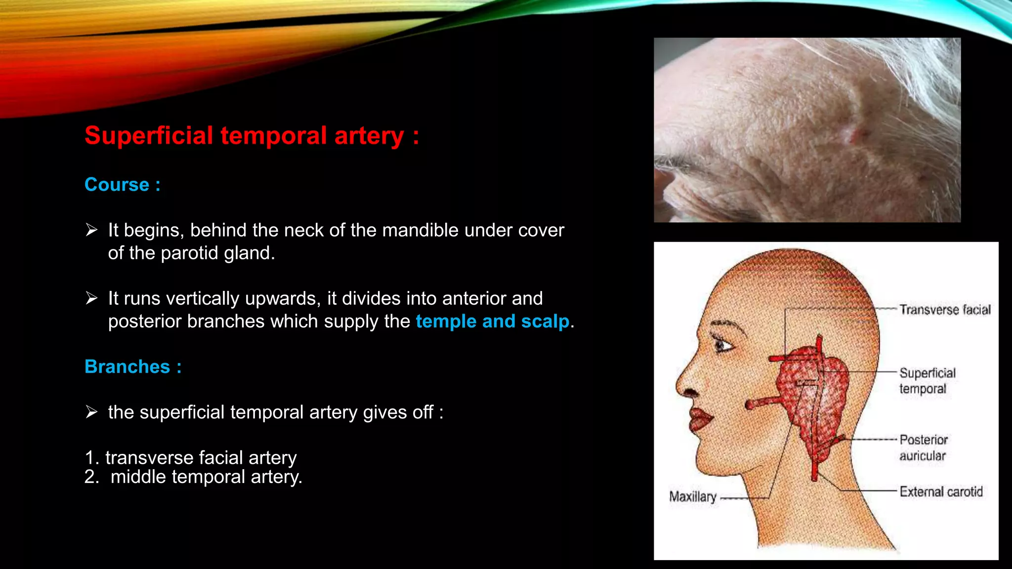 Blood supply of head and neck | PPTX