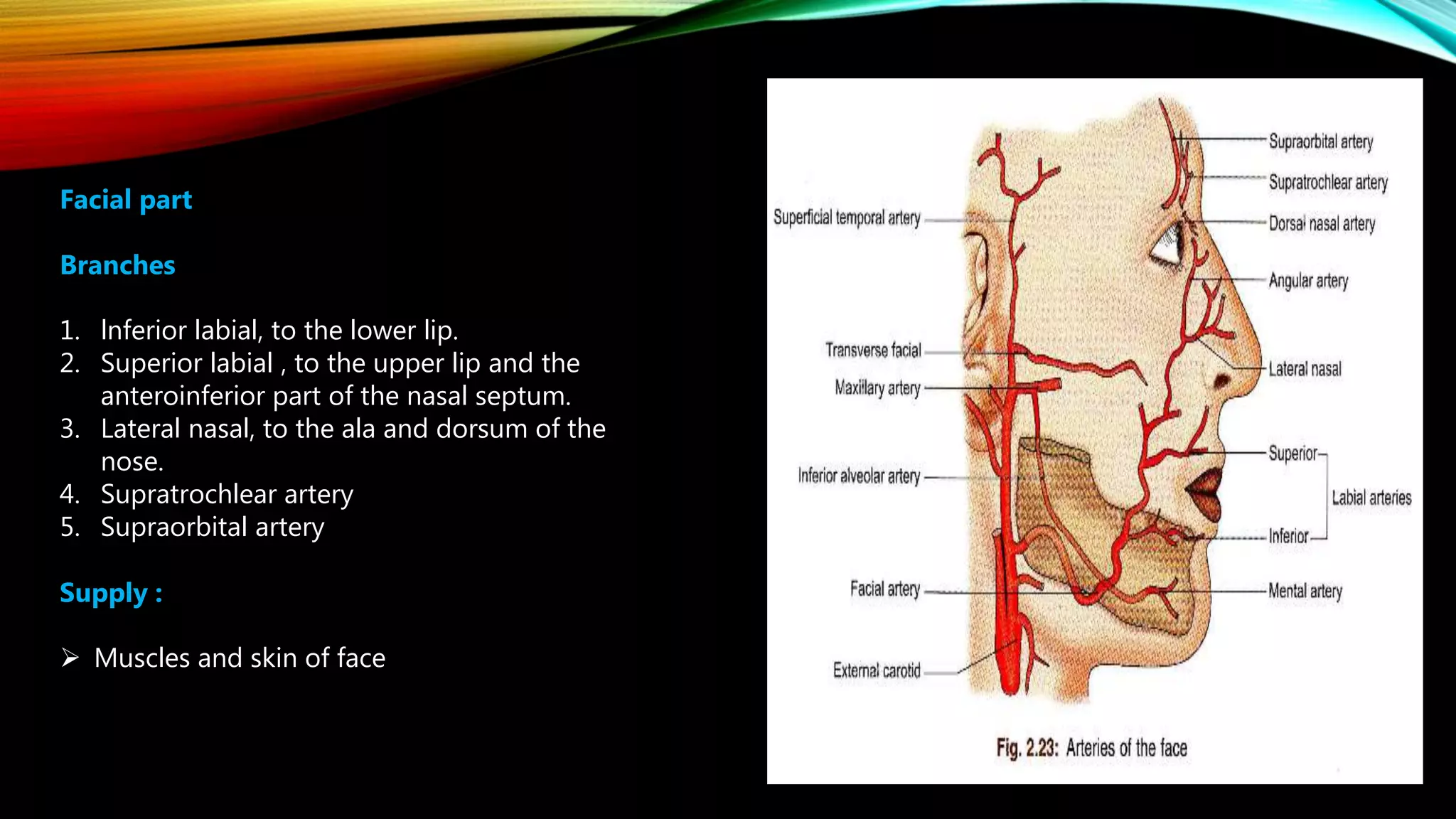 Blood supply of head and neck | PPTX